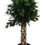 Ficus benjamina trenzado | Floresyplantas.net