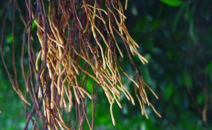 Raíces de los Ficus benjamina | Floresyplantas.net