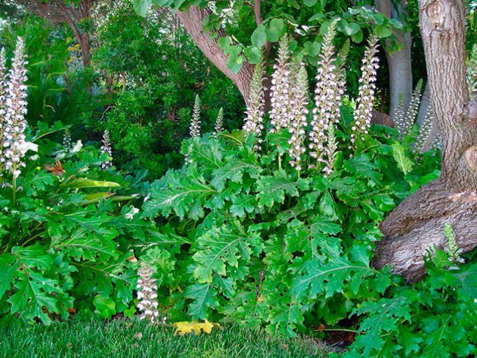 Acanthus mollis | Floresyplantas.net