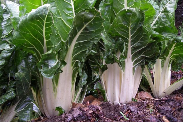 Acelga | Floresyplantas.net