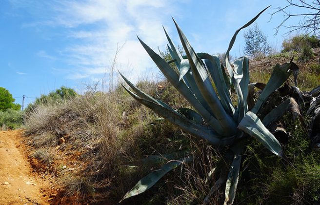 Agave americana | Floresyplantas.net