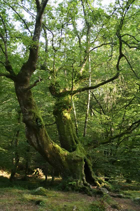 árbol de mi alma | Revista de Flores, Plantas, Jardinería, Paisajismo y ...