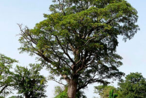 El árbol de Iroko | Floresyplantas.net