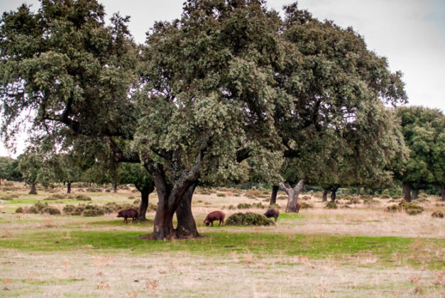 Quercus ilex o encina | Floresyplantas.net