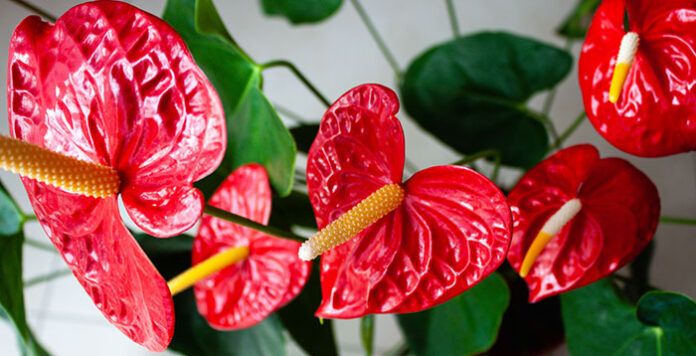 Qué son las brácteas | Floresyplantas.net