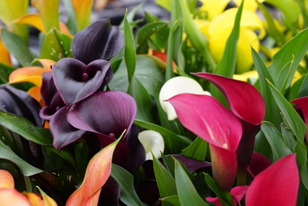 Cala blanca y cala de colores | Floresyplantas.net