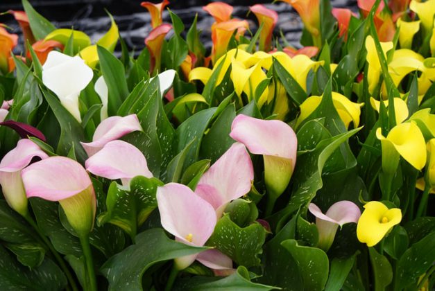 Cultivo de la cala de colores | Floresyplantas.net