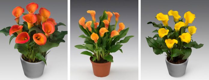 Cultivo de la cala de colores | Floresyplantas.net