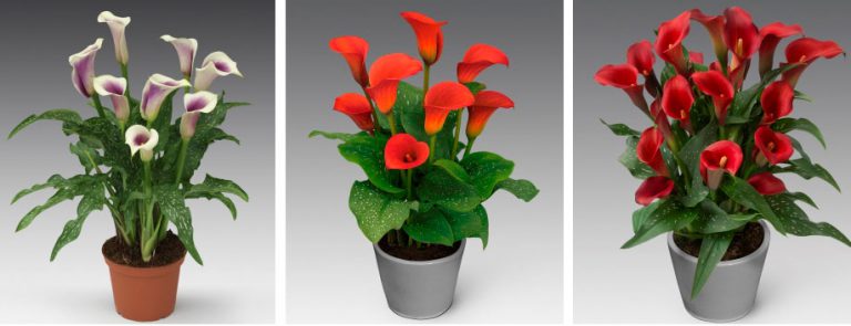 Cultivo de la cala de colores | Floresyplantas.net