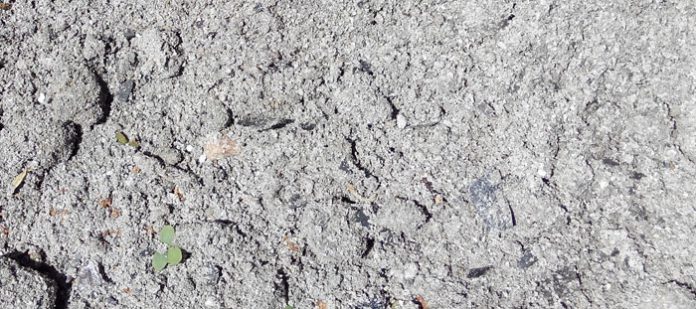 Estruvita, biocarbones y cenizas como fertilizantes | Floresyplantas.net