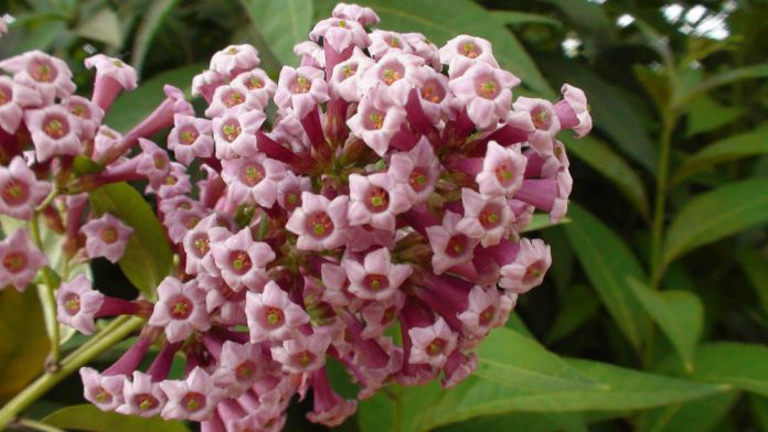 Cestrum elegans o Cestrum purpureum | Floresyplantas.net