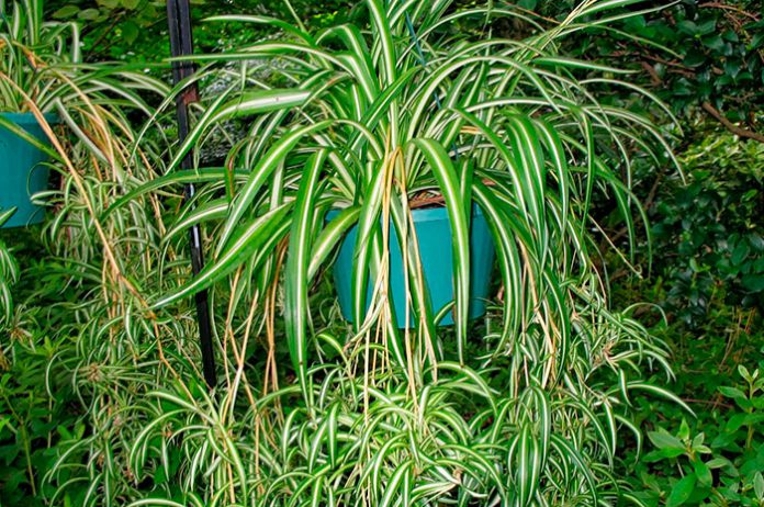 Chlorophytum comosum | Floresyplantas.net