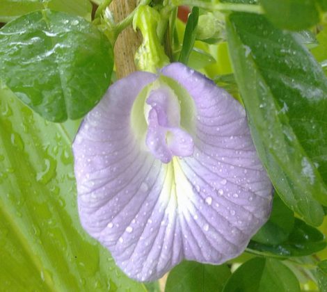 Clitoria ternatea | Floresyplantas.net
