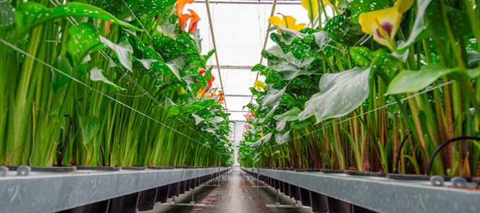 Cultivo de la cala de colores | Floresyplantas.net