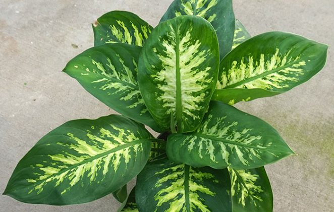 Dieffenbachia amoena | Floresyplantas.net