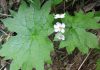 Diphylleia grayi, flor esqueleto o flor de cristal | Floresyplantas.net