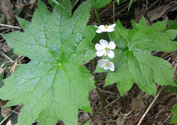 Diphylleia grayi, flor esqueleto o flor de cristal | Floresyplantas.net