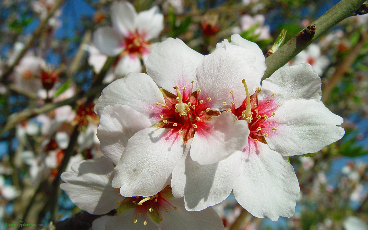 Flores de Almendro como fondo de pantalla | Floresyplantas.net Flores de Almendro como fondo de pantalla | Floresyplantas.net