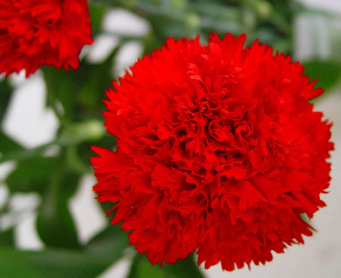 Dianthus caryophyllus, el clavel | Floresyplantas.net