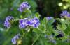 Duranta repens y sus cuidados | Floresyplantas.net