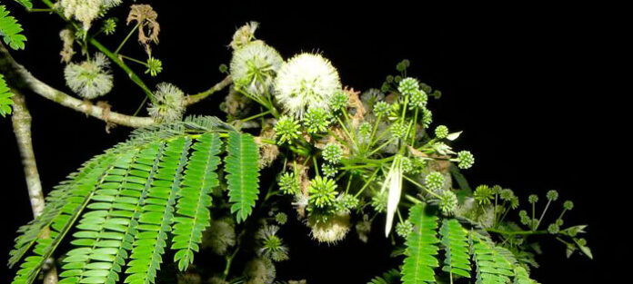 El Árbol de Guanacaste | Floresyplantas.net