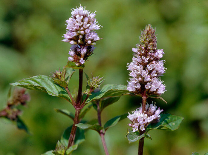 Mentha aquatica | Floresyplantas.net