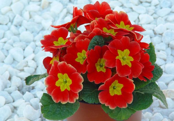 Primula acaulis | Floresyplantas.net