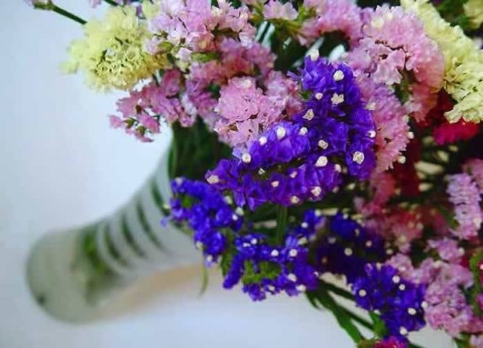 Limonium sinuatum o Statice | Floresyplantas.net