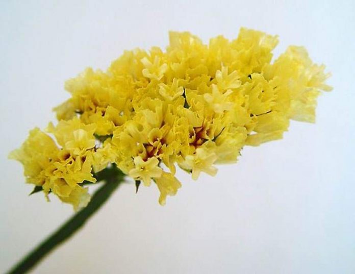 Limonium sinuatum o Statice | Floresyplantas.net