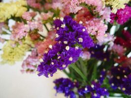 Limonium sinuatum o Statice | Floresyplantas.net