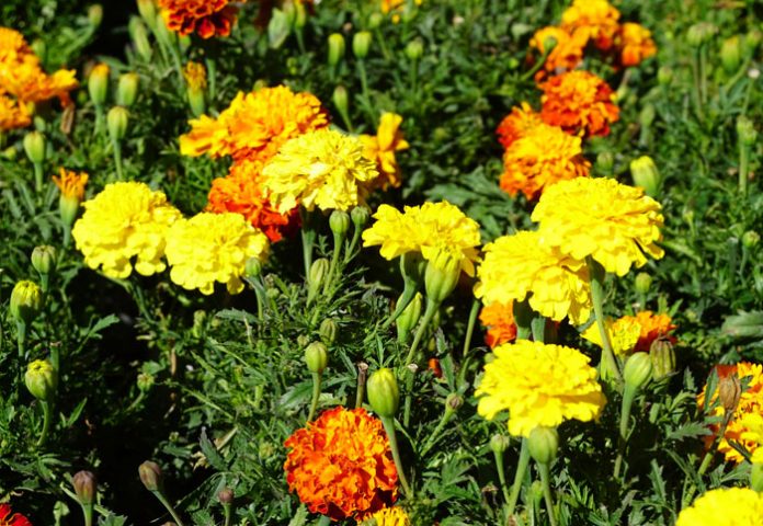 Tagetes | Floresyplantas.net