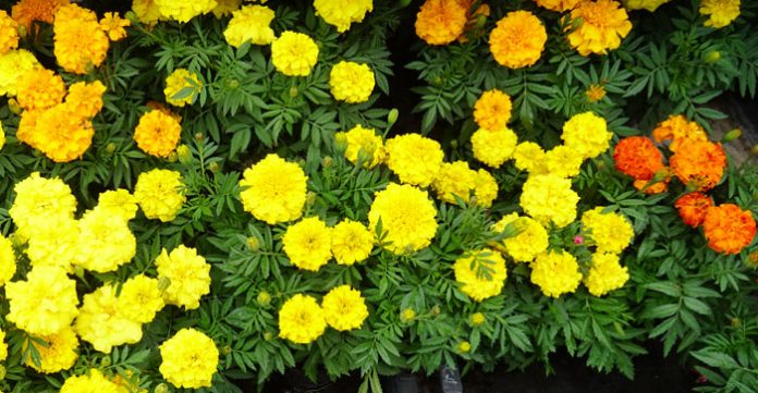 Tagetes | Floresyplantas.net