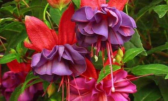 Fuchsia hybrida | Floresyplantas.net