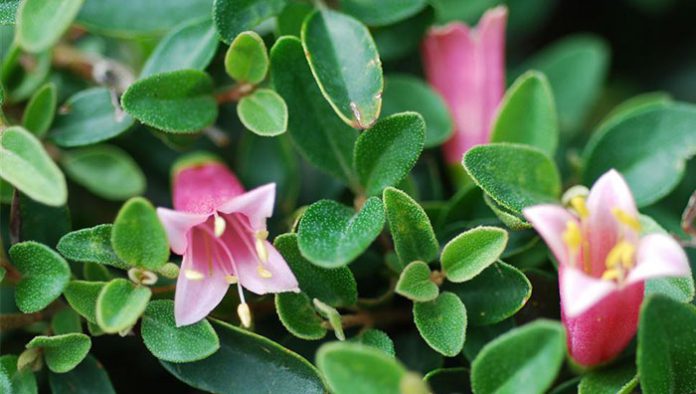 Correa pulchella | Floresyplantas.net