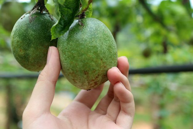 Fruta de la pasión | Floresyplantas.net