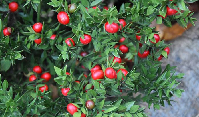 Ruscus aculeatus | Floresyplantas.net
