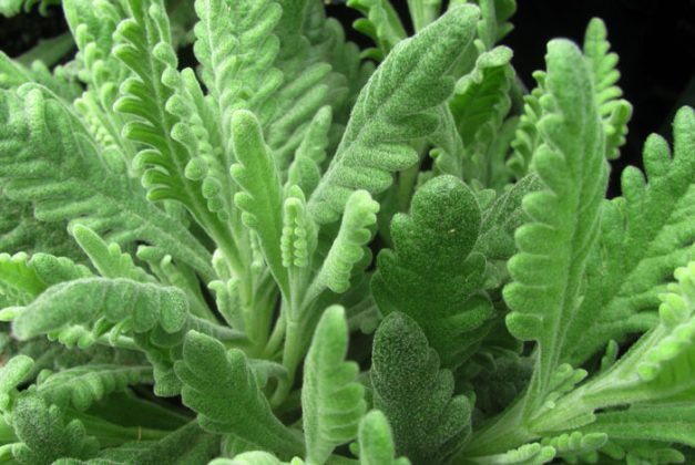 Lavandula dentata | Floresyplantas.net