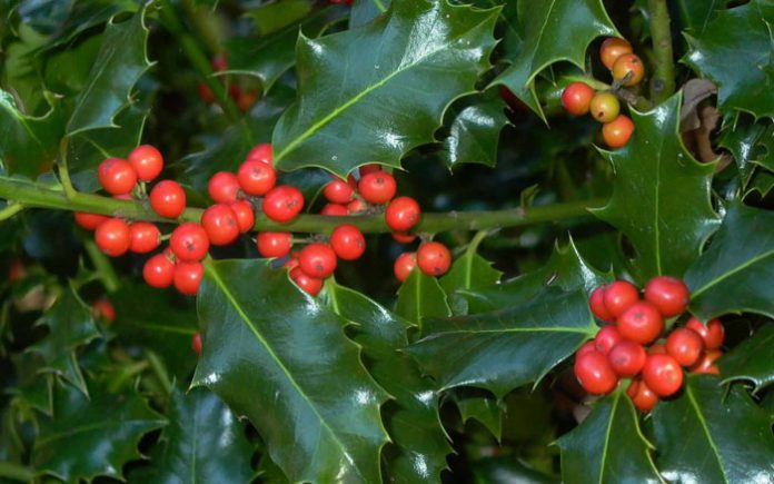 Ilex aquifolium, Acebo | Floresyplantas.net