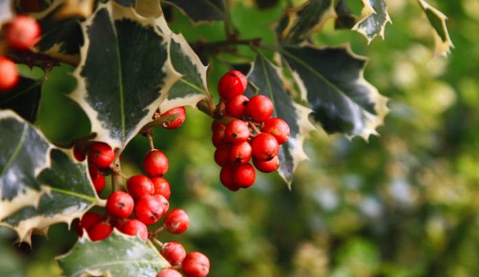 Ilex aquifolium, Acebo | Floresyplantas.net