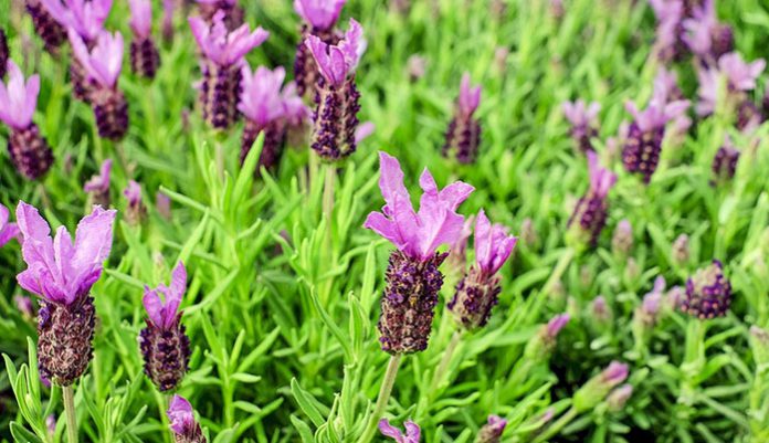 Lavanda | Floresyplantas.net