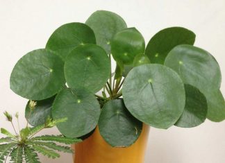 Nerium oleander |Floresyplantas.net