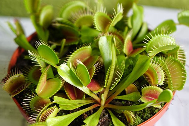 Venus Atrapamoscas Planta Carnívora Dionaea Muscipula | Planta Que Come ...