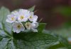 Diphylleia grayi, flor esqueleto o flor de cristal | Floresyplantas.net