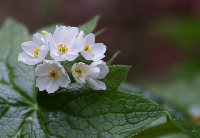 Diphylleia grayi, flor esqueleto o flor de cristal | Floresyplantas.net