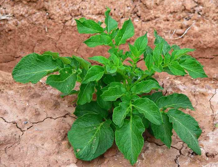 Planta de patata | Revista de Flores, Plantas, Jardinería, Paisajismo y ...