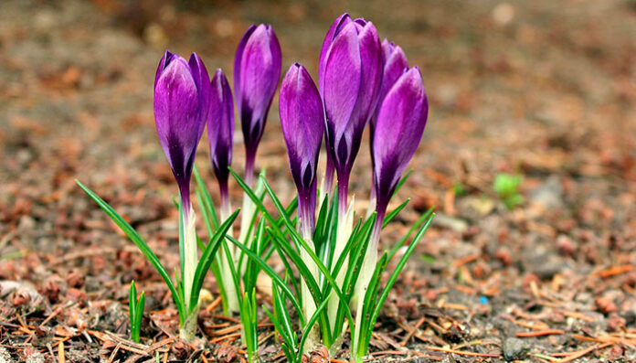 Azafrán | Floresyplantas.net