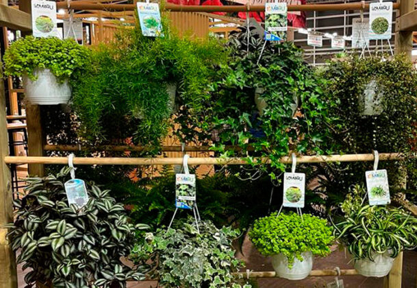PoleDay | Floresyplantas.net