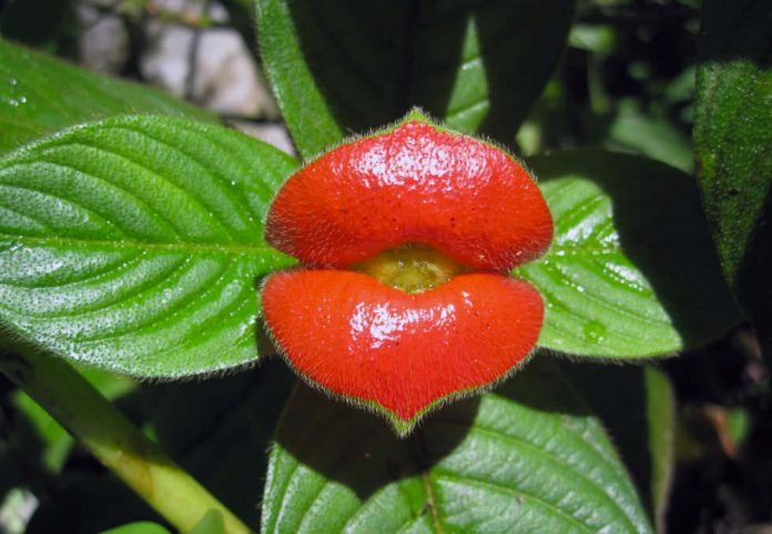 flor labios de mujer | Revista de Flores, Plantas, Jardinería ...