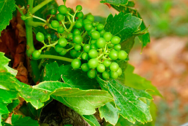 Flores en racimo | Floresyplantas.net