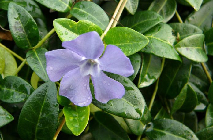 Vinca minor | Floresyplantas.net